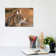 Alpen Home Coyote by Richard Macwee - Wrapped Canvas Photograph | Wayfair.co.uk